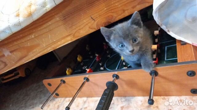 Котята митисы