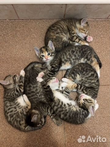 Бенгальские(полукровки)