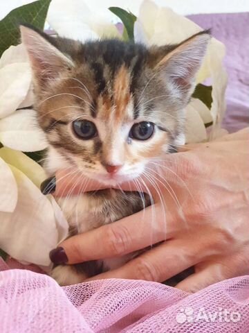 Трехцветный котенок на счастье