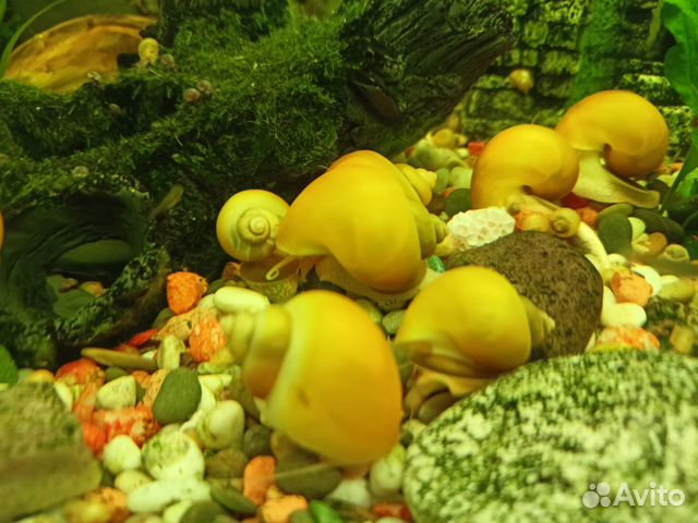 Улитки ампулярии, желтые