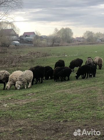 Овцы бараны ягнята