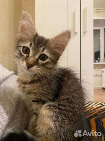 Кошечка в добрые руки