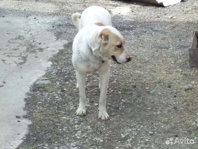 Среднеазиатская овчарка алабай вязка