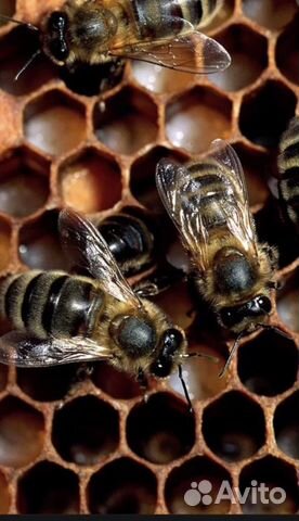 Продам пчелосемьи (рут)