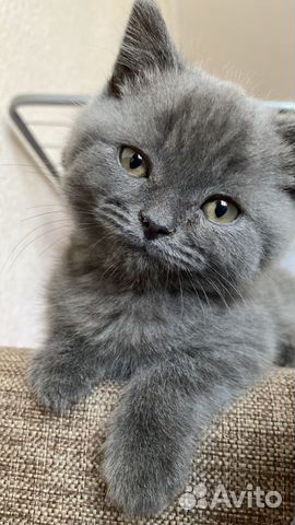 Британские котята