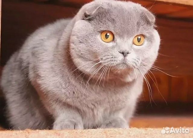 Котик Басик (как игрушка)