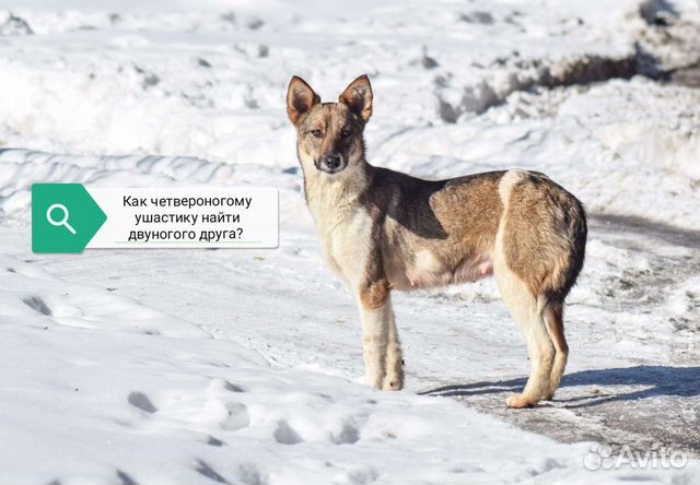 Девочка среднего размера Серая Волчица