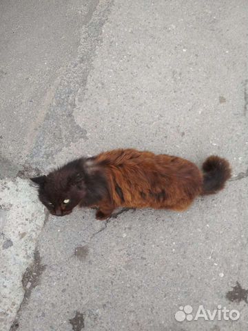 Котик спасённый проходит лечение