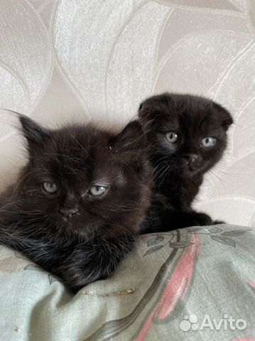 Шотландский черный котенок