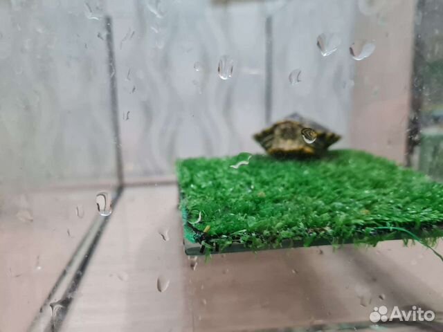 Красноухая черепаха с аквариумом