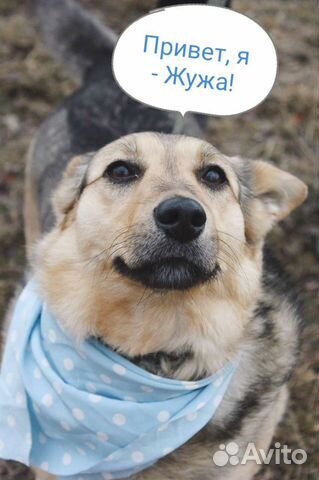 Милая Жужа ищет дом