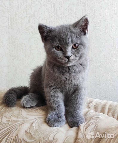 Шикарный британский котик
