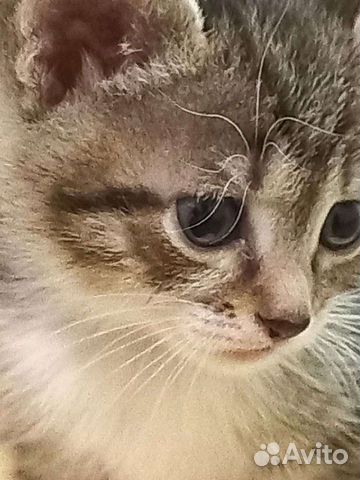 Кошка