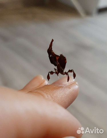 Богомол призрак