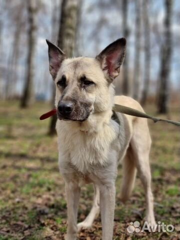 С Локки наигрались и вернули в приют