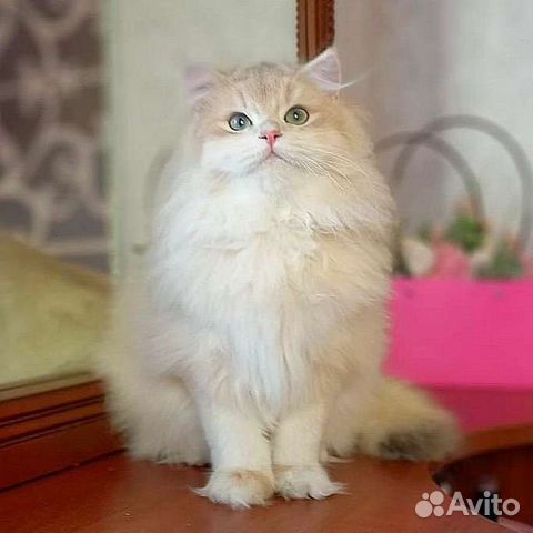 Золотая-голубая шиншилла