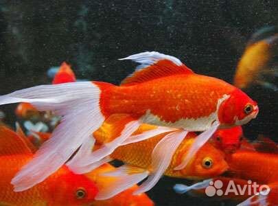 Кометы красно-белая