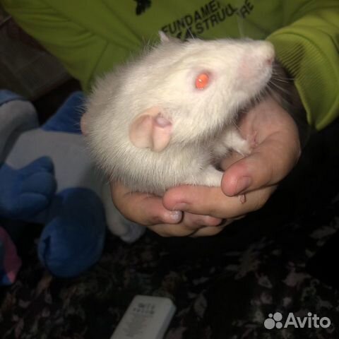 Крыса Дамбо с клеткой мальчик