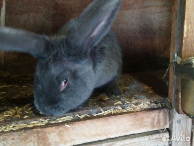 Кролик голубой ризен