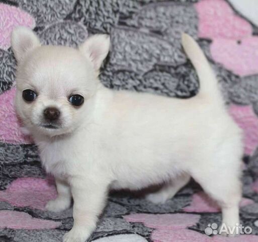 Чихуахуа Девочка стандартного размера