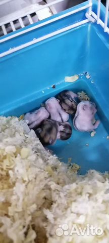 Джунгарский хомяк