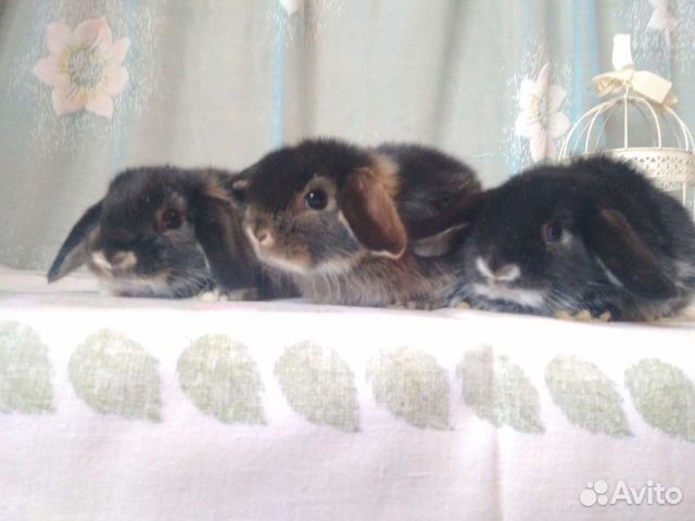 Карликовые вислоухие крольчата