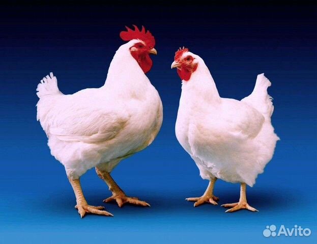 Куры бройлеры