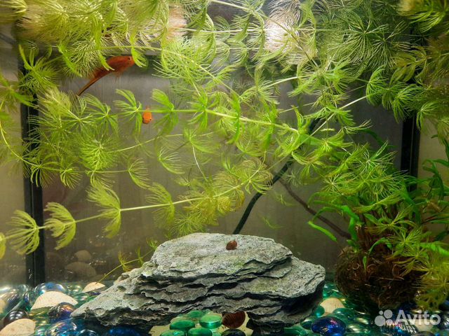Трава для аквариума