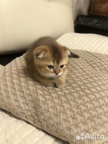 Котята Золотая шиншила