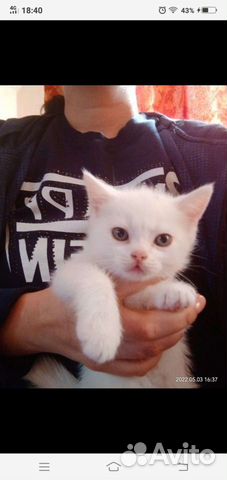Котята от Шотландцев:)