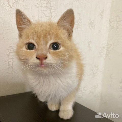 Котенок в добрые руки