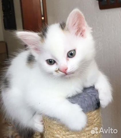Сибирские котята в добрые руки