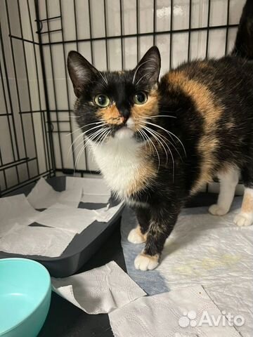 Кошка Машка