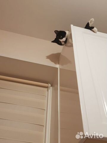 Кошечка в добрые руки