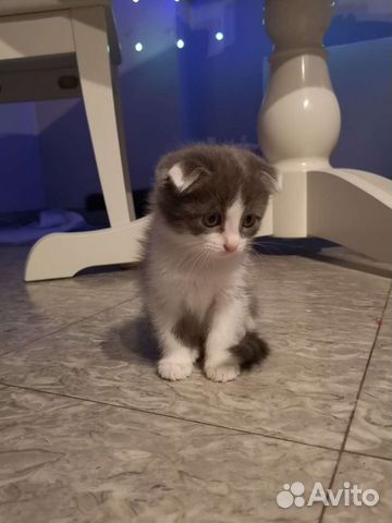 Вислоухие котята в добрые руки