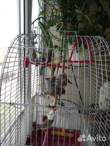 Зебровые амадины