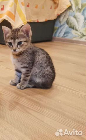 Котята с буквой М на лбу