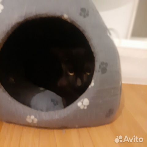 Котенок мальчик в добрые ручки