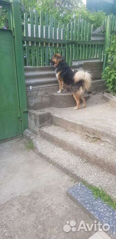 Отдам в добрые надëжные руки, сторожевую собаку