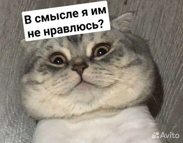 Вязка за котёнка. Шотландец/ Британец вислоухий