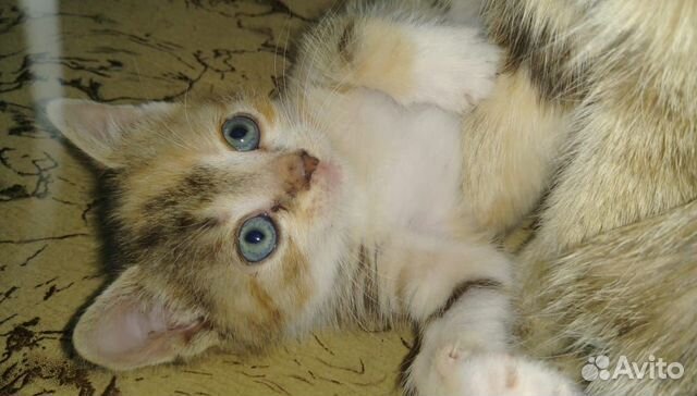 Которебенок ищет дом