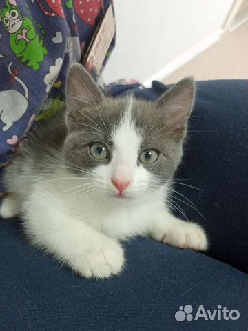 Котёнок 1 мес девочка