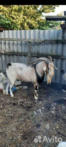 Продам Нубийский козла полтора года ему 12000
