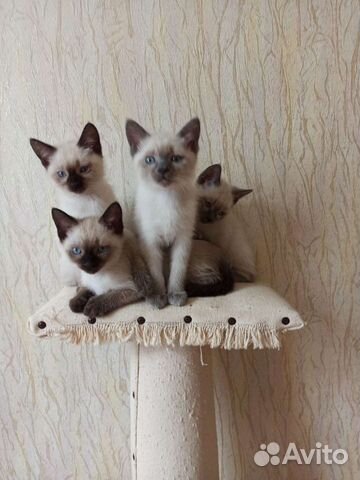 Тайская кошка