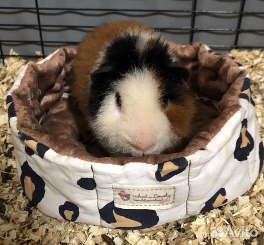 Морская свинка американский тедди