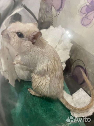 Крыса декоративная