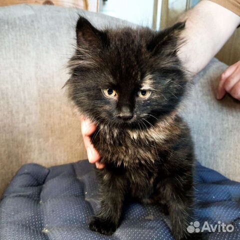 Котенок девочка в добрые руки