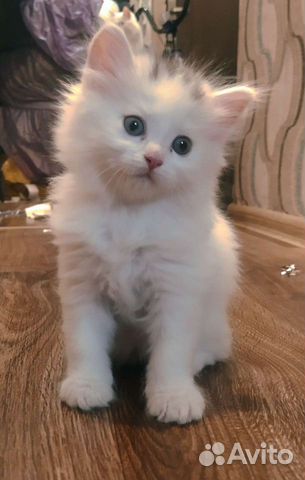 Котята 1.5 месяца