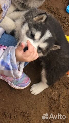 Щенки маламут