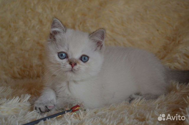 Котик шиншилла колор пойнт